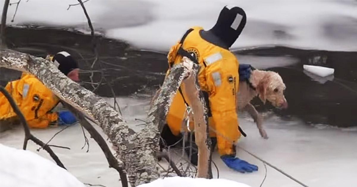 Bomberos rescatan a un perro aterrorizado que quedó atascado en medio ...