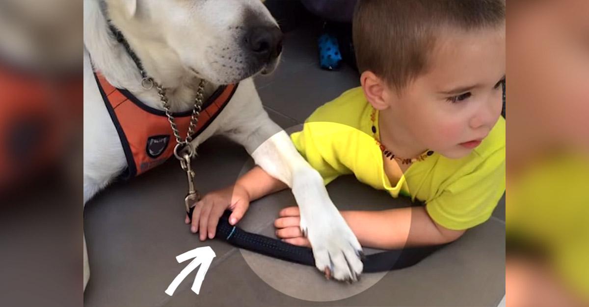 Un perro que le cambió la vida a un niño con autismo
