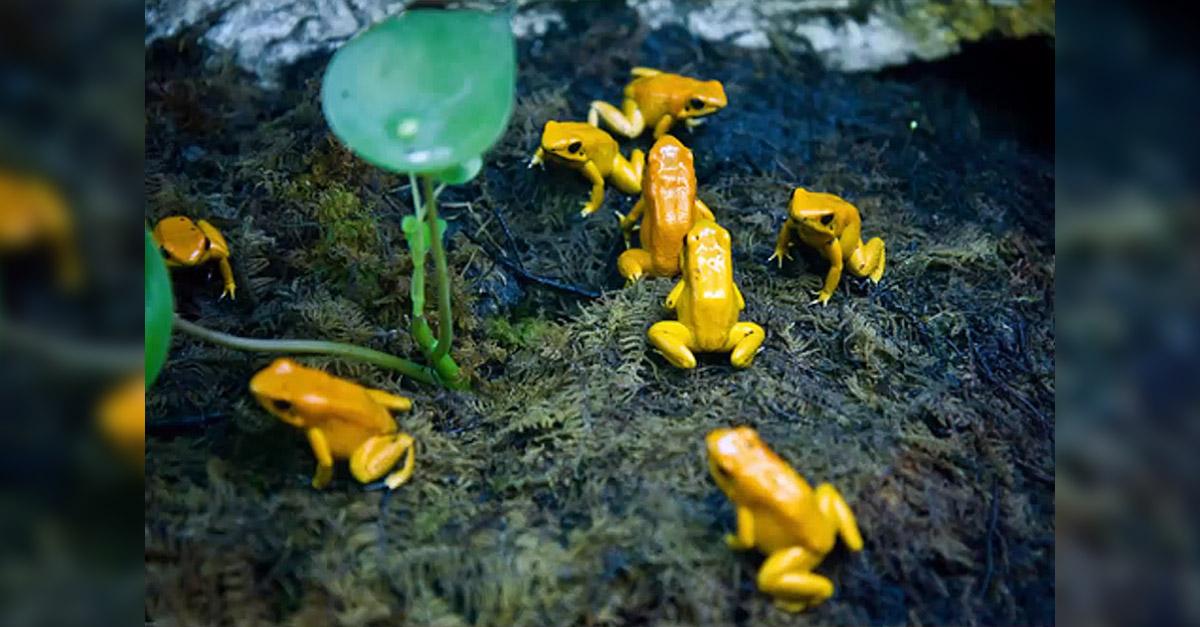 Los 5 animales más venenosos del mundo