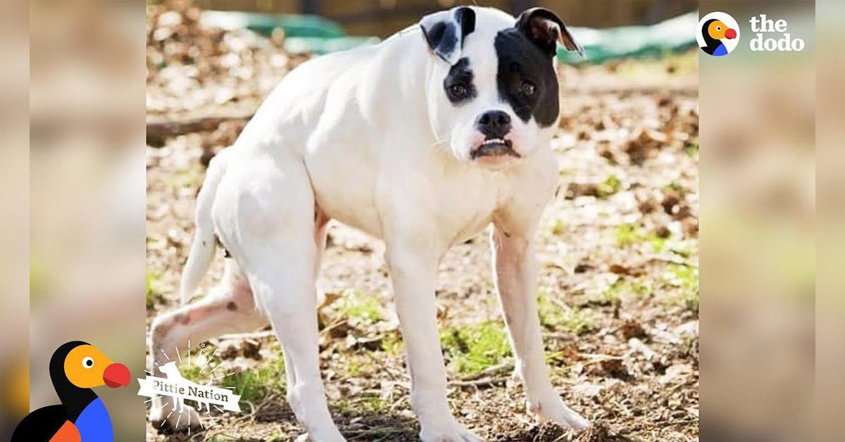 Mujer adopta a una perrita con el síndrome de Columna Corta y es la ...