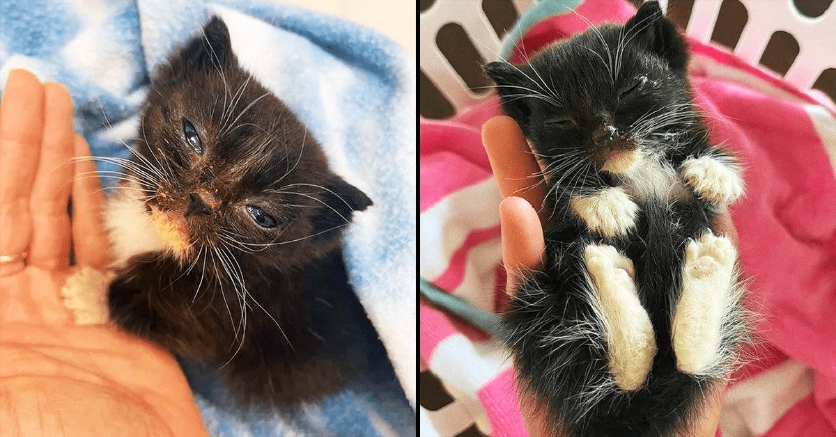 Un gatito diminuto es rescatado y se duerme en la palma de la mano cada ...