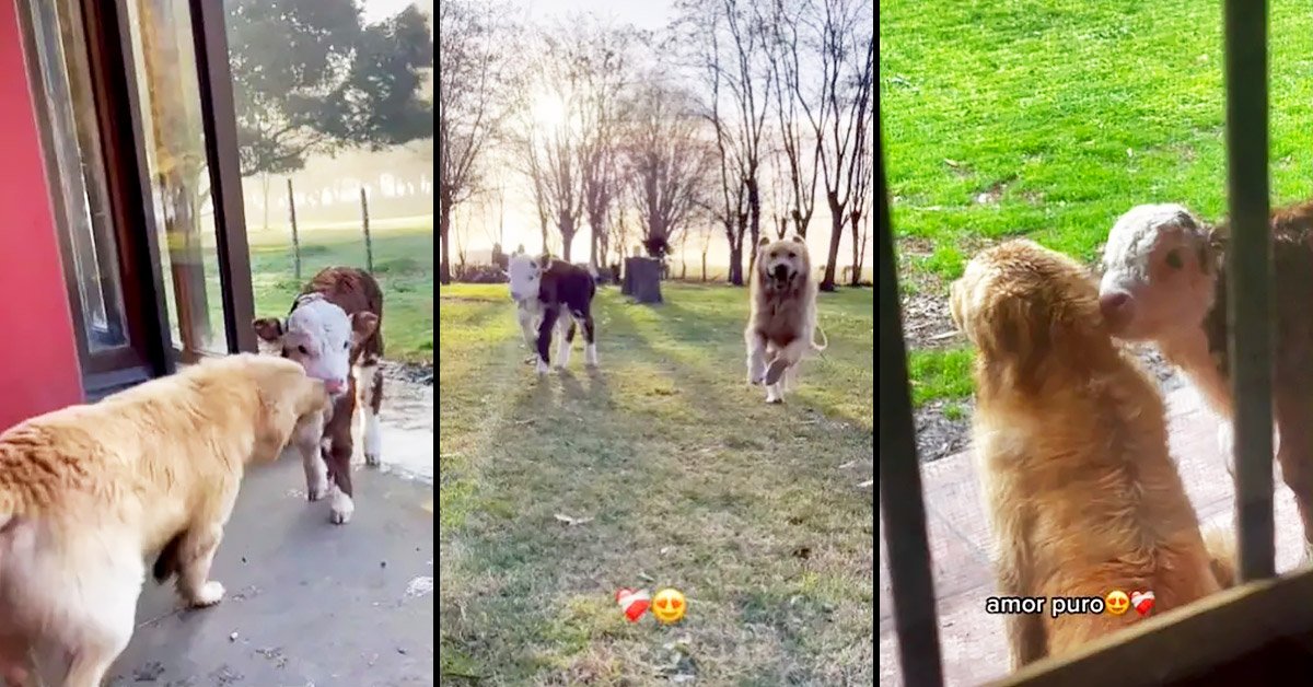 La inusual amistad entre un perrito y un becerro conquista TikTok, sus ...