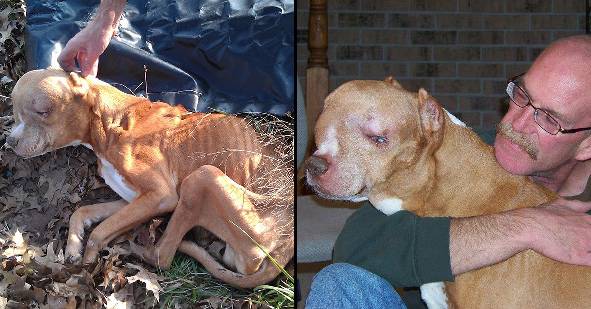 Los 10 perros más extraños del mundo