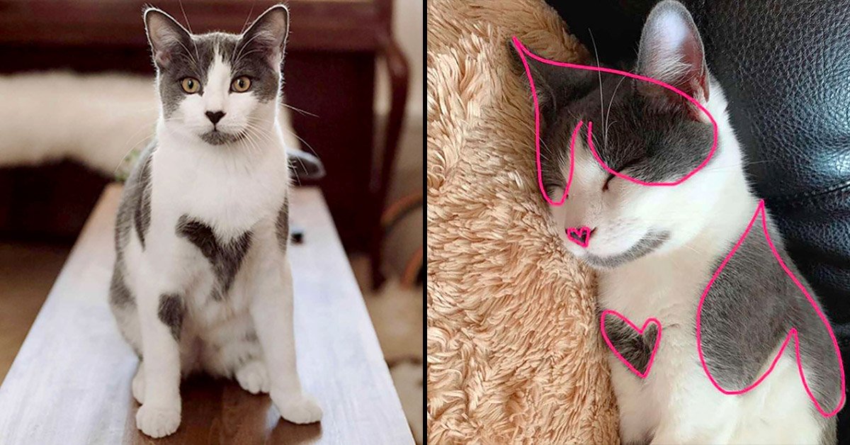 El gato con el pelaje más tierno y dulce: sus manchas tienen forma de ...