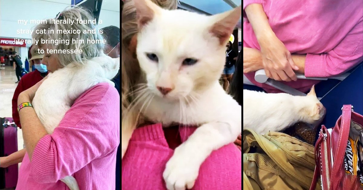 La emocionante historia de Chico, un gato callejero mexicano que ...
