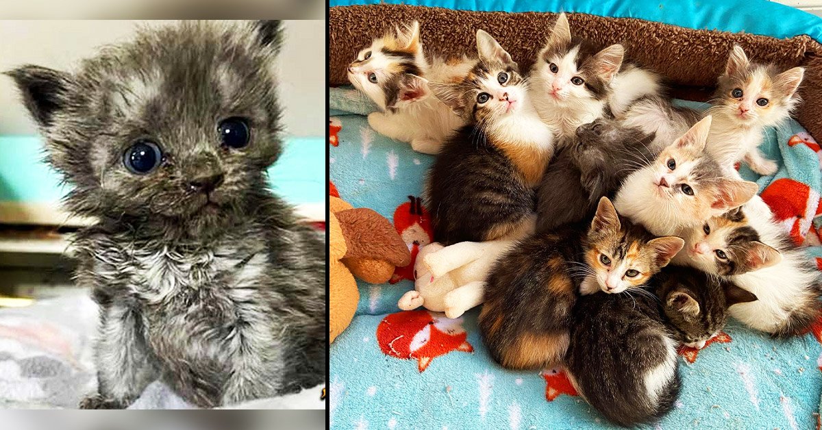 Una gatita huérfana necesitaba del amor de una madre, así que una gata ...