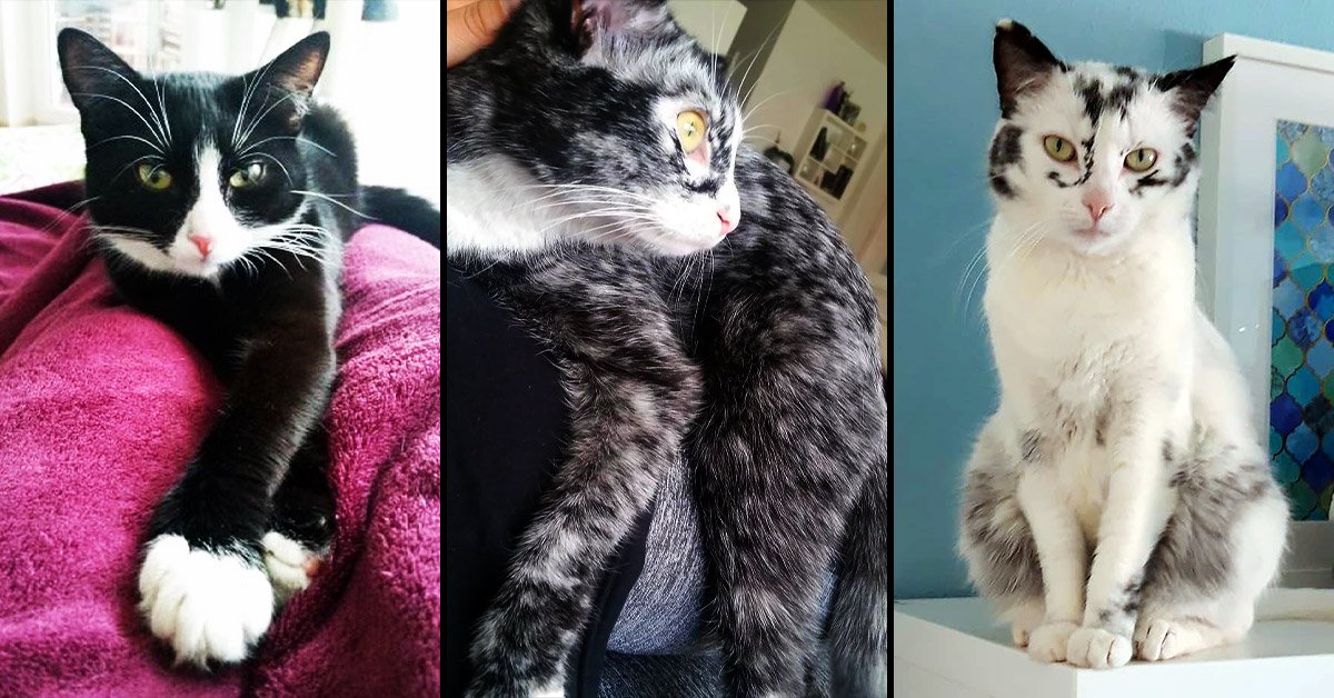 La rara condición de una gata rescatada a la que le cambió el color de ...
