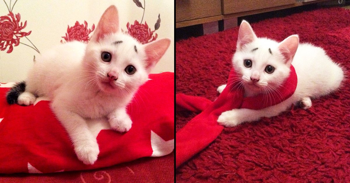 Gary, el encantador gatito que nació con cejas de estar siempre preocupado