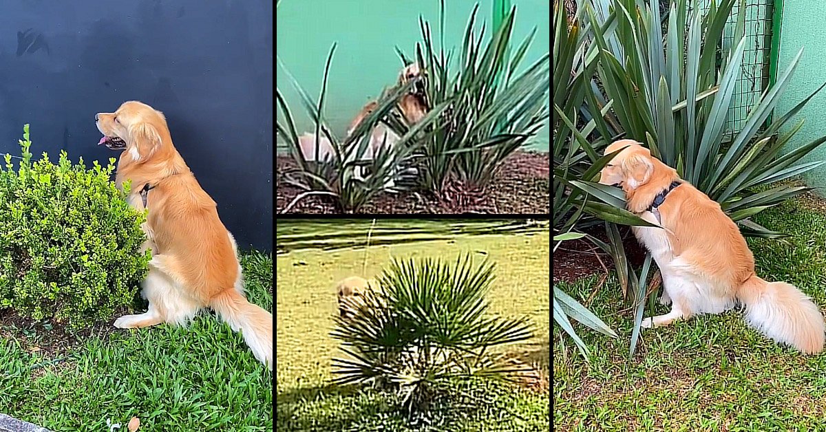 Perrito tímido se vuelve viral en redes tras conocerse que necesita ...