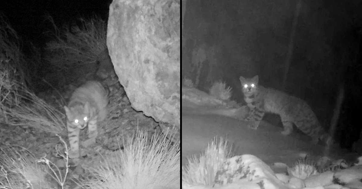 Hallan imágenes del gato andino en Bolivia al que creían extinto