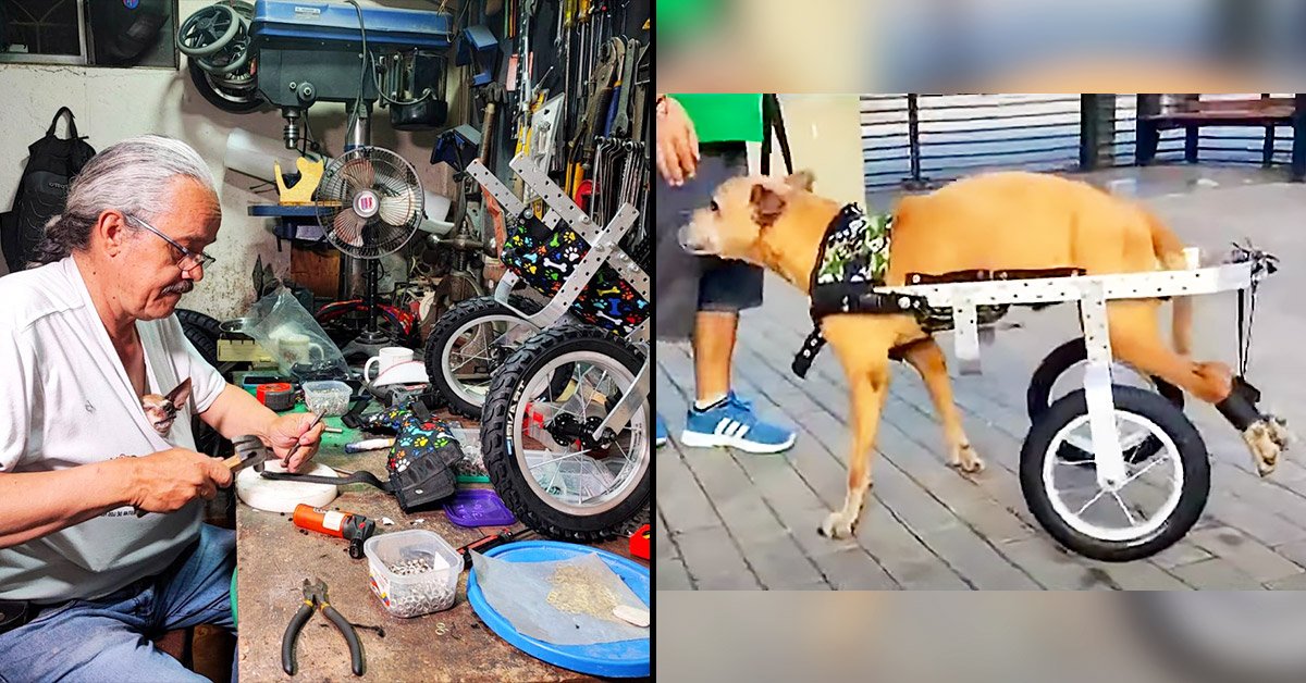 El ángel de la guarda de los perritos callejeros discapacitados: les ...